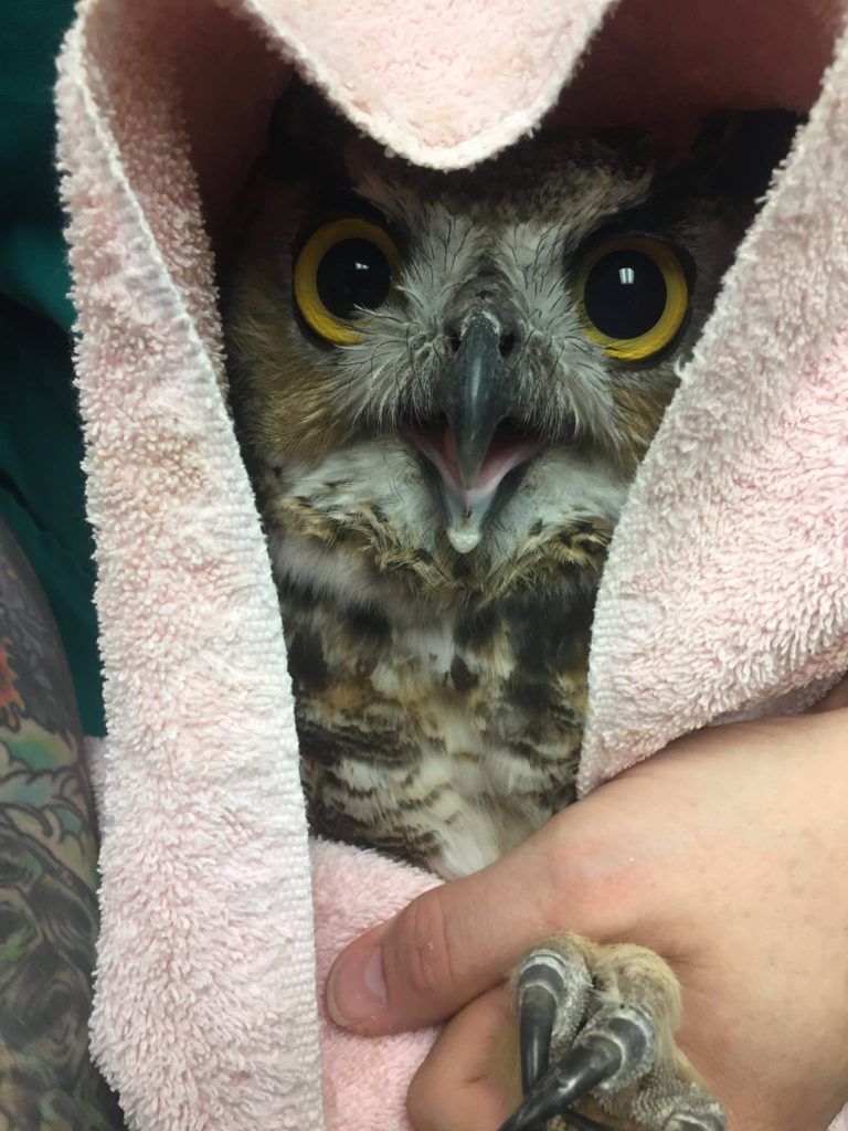 Great Horned Owl Peninsula Humane Society And Spca