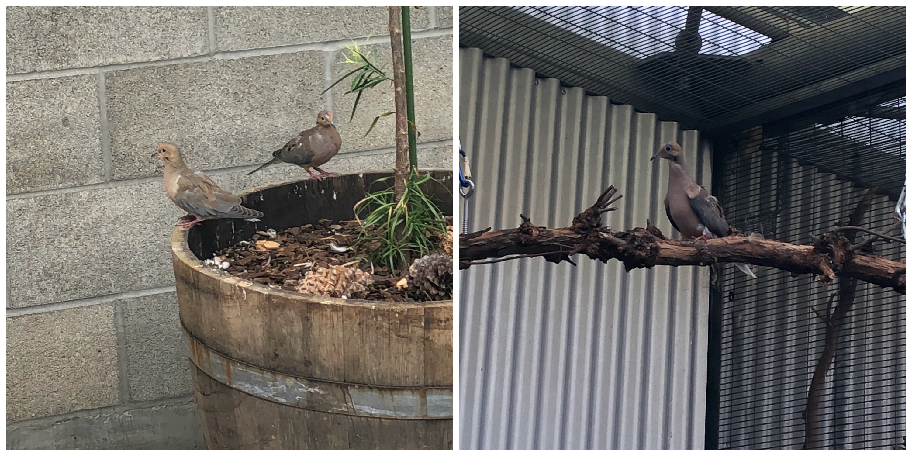 #WildlifeWednesday - Peninsula Humane Society & SPCA