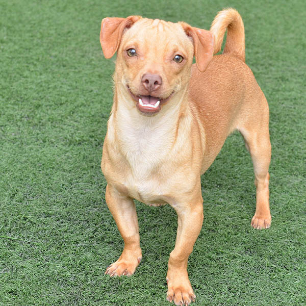 Thank You - Peninsula Humane Society & SPCA